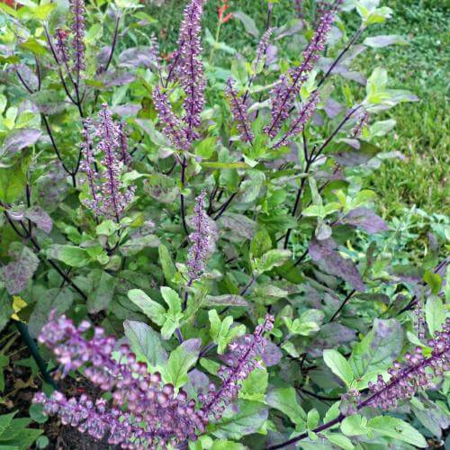 Tulsi – "The Sacred Herb of Devotion" | Everest Ayurveda